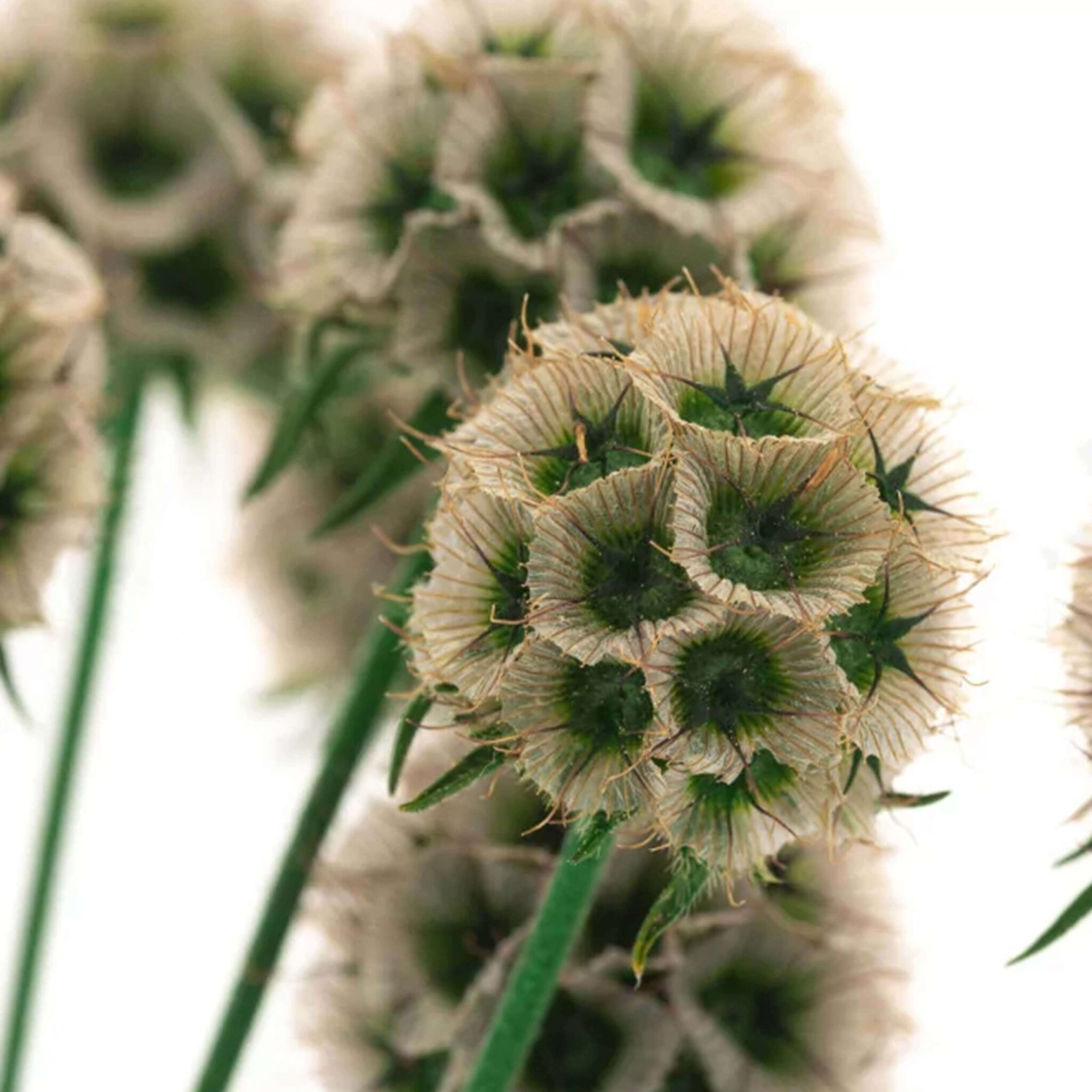 Scabiosa stellata naturale - Verde Stabilizzato