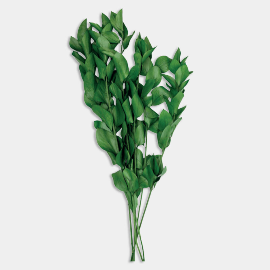 Ruscus aculeatus verde stabilizzato - Verde Stabilizzato
