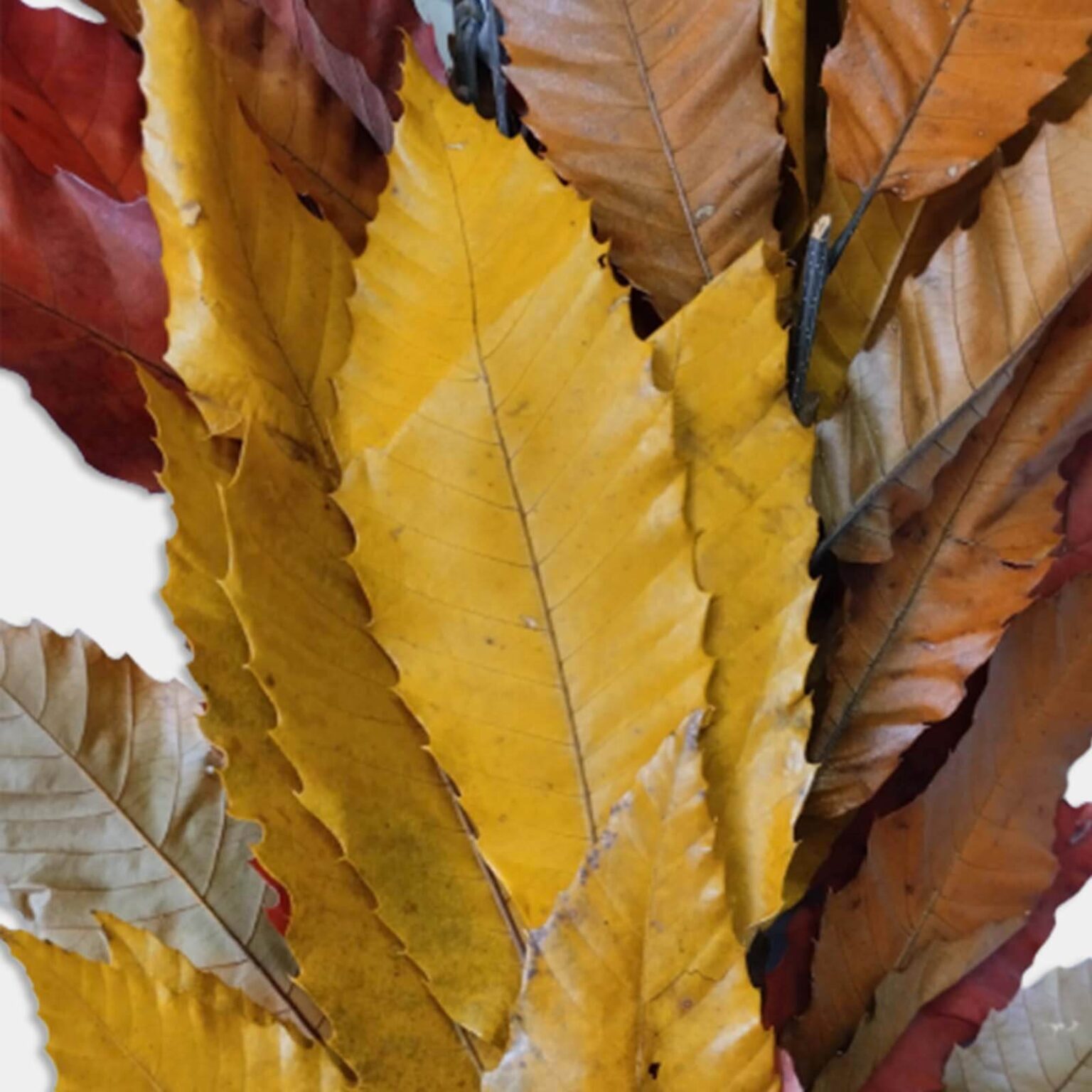 Castagno autunno - Verde Stabilizzato