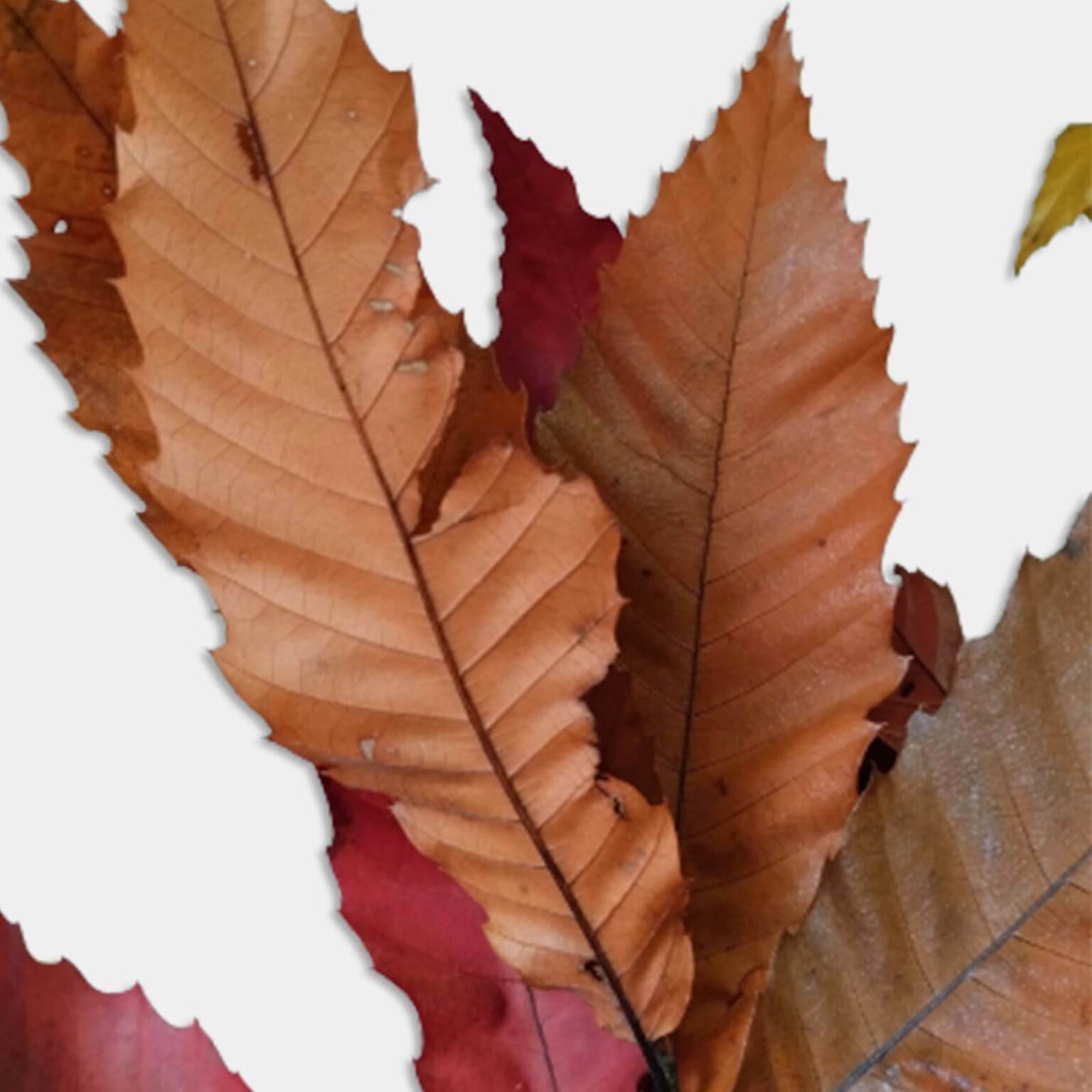 Castagno autunno - Verde Stabilizzato