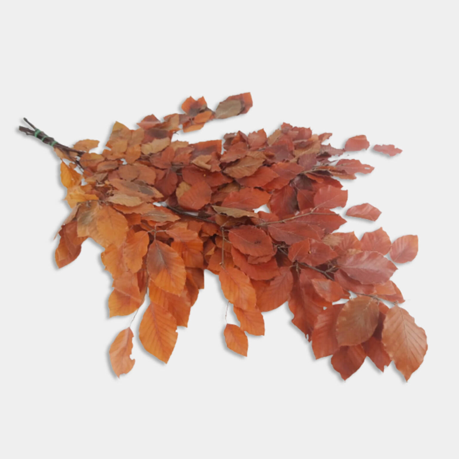 Faggio autunnale - Verde Stabilizzato