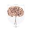 Hydrangea Premium Champagne